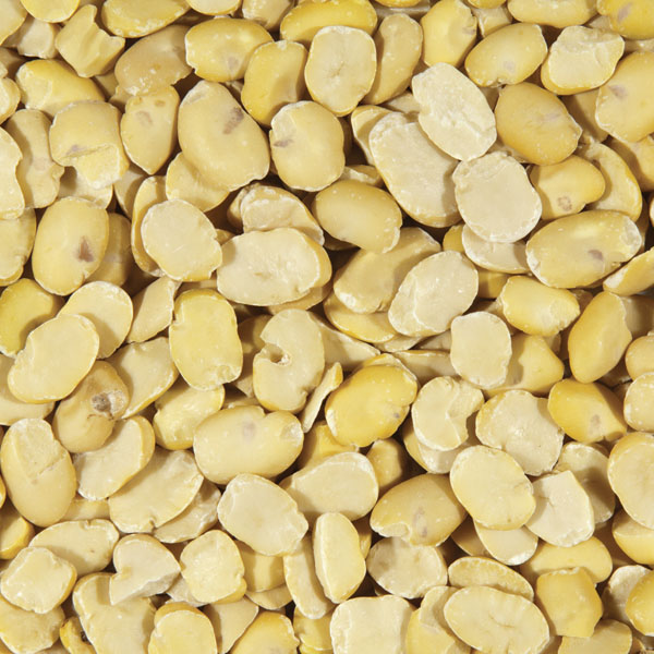 Shelled Broad Bean 25kg - LÉGUMOR wholesaler
